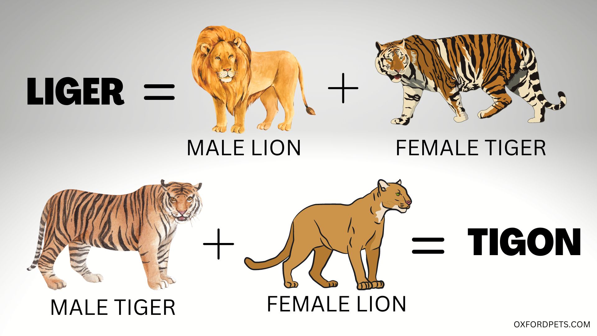 Liger Vs Tigon Comparison: 9 Key Differences - Oxford Pets