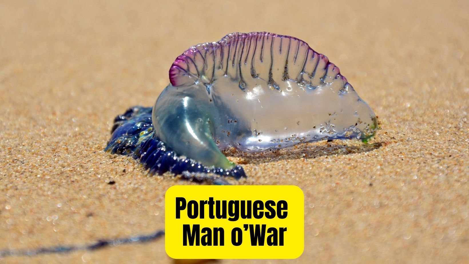 18 Most Dangerous Animals In Scotland - Oxford Pets