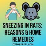 Rats Sneezing: 4 Reasons and 5 Home Remedies - Oxford Pets