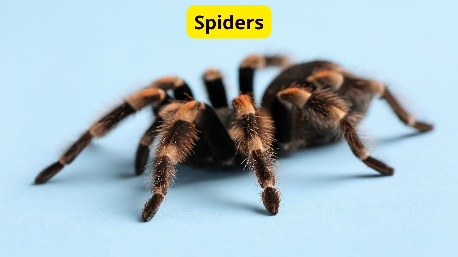 25 Animals With Different Colored Blood: Blue, Green, Purple & More ...