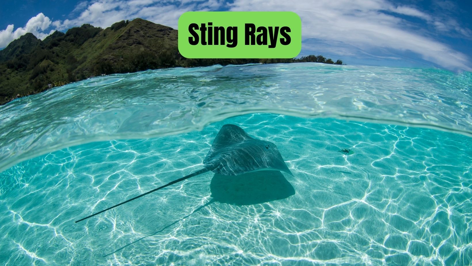 18 Most Dangerous Animals In Scotland - Oxford Pets