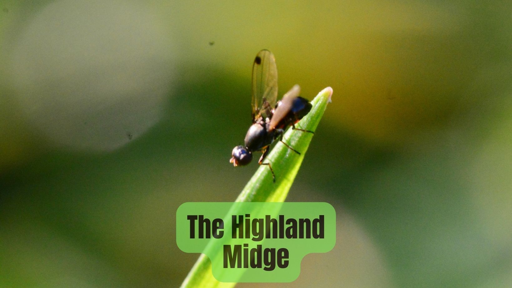 18 Most Dangerous Animals In Scotland - Oxford Pets