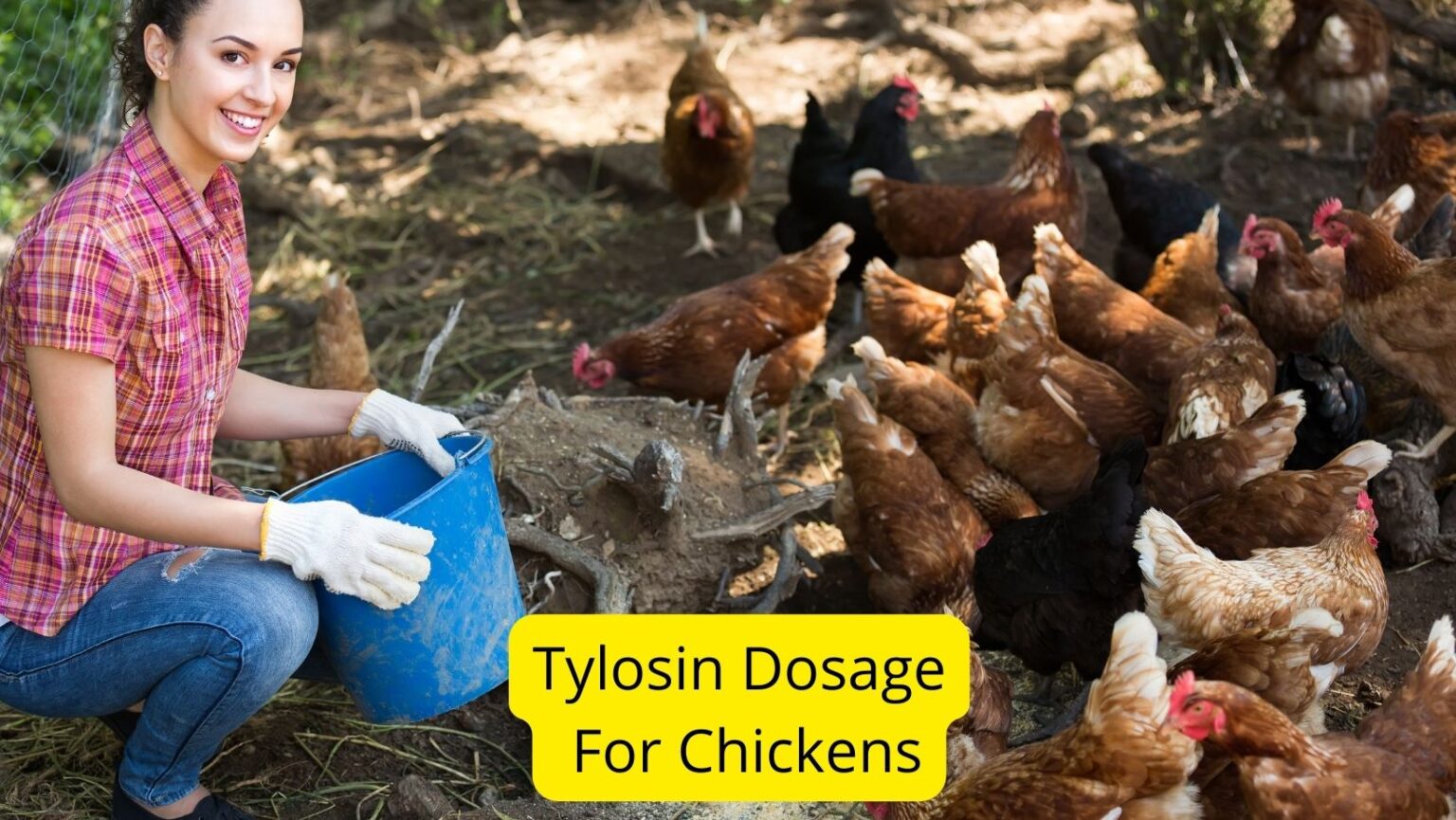 Tylosin/Tylan 200 For Chickens: Dosage Guidelines - Oxford Pets