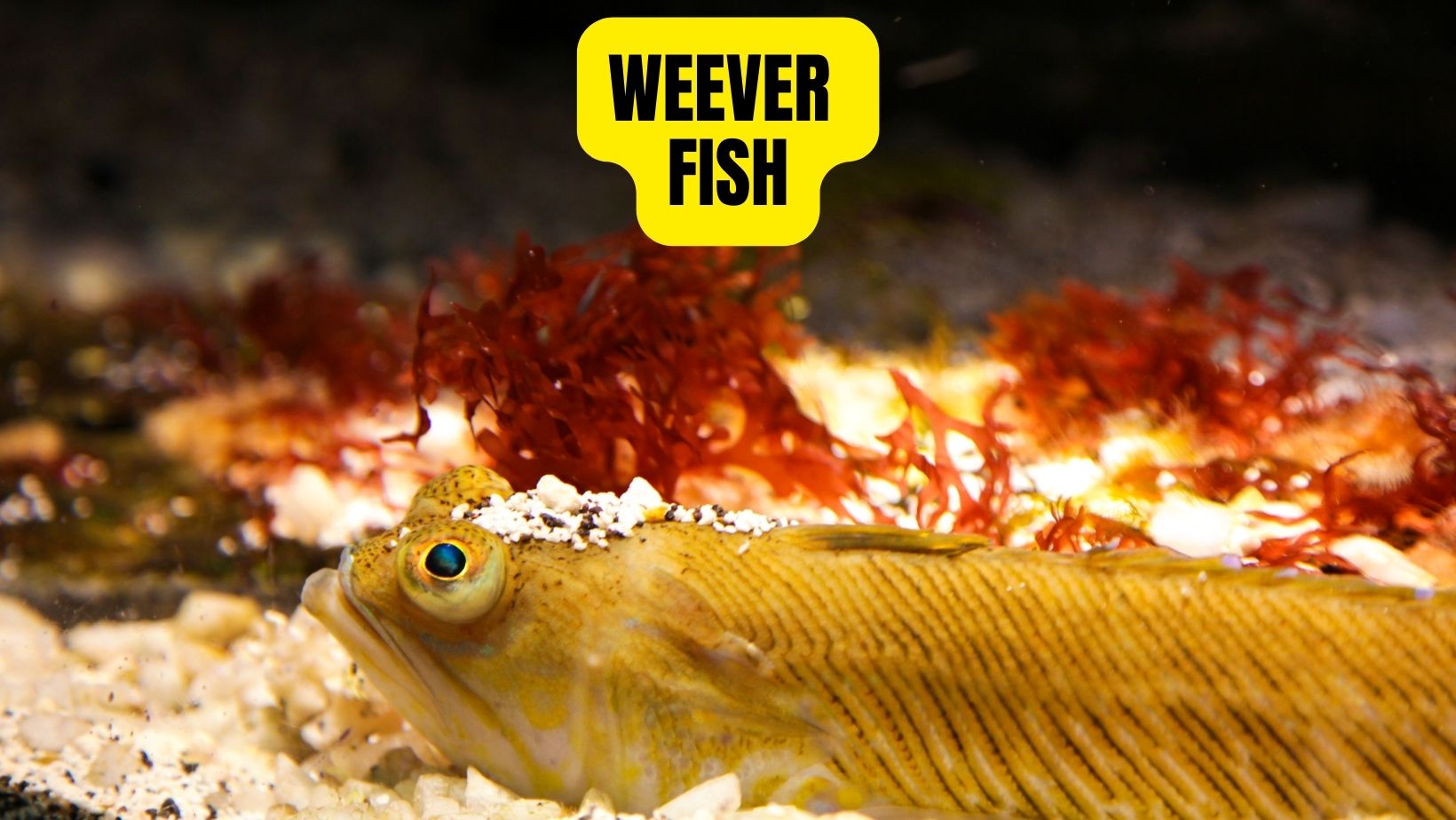 18 Most Dangerous Animals In Scotland - Oxford Pets