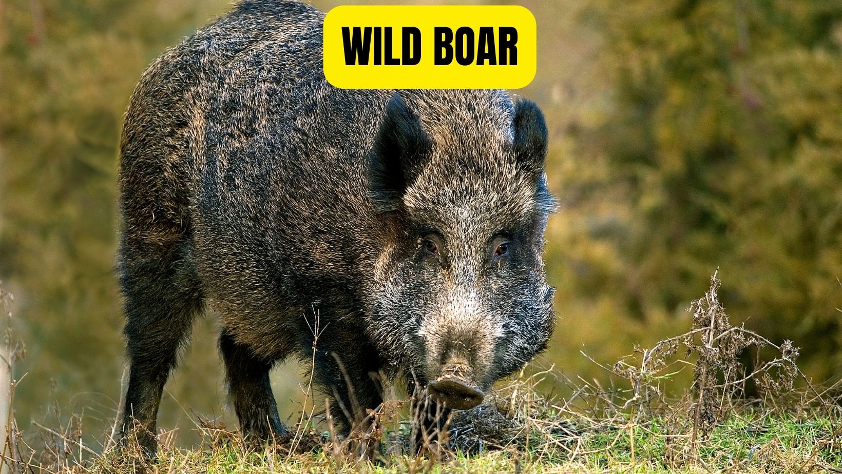 18 Most Dangerous Animals In Scotland - Oxford Pets