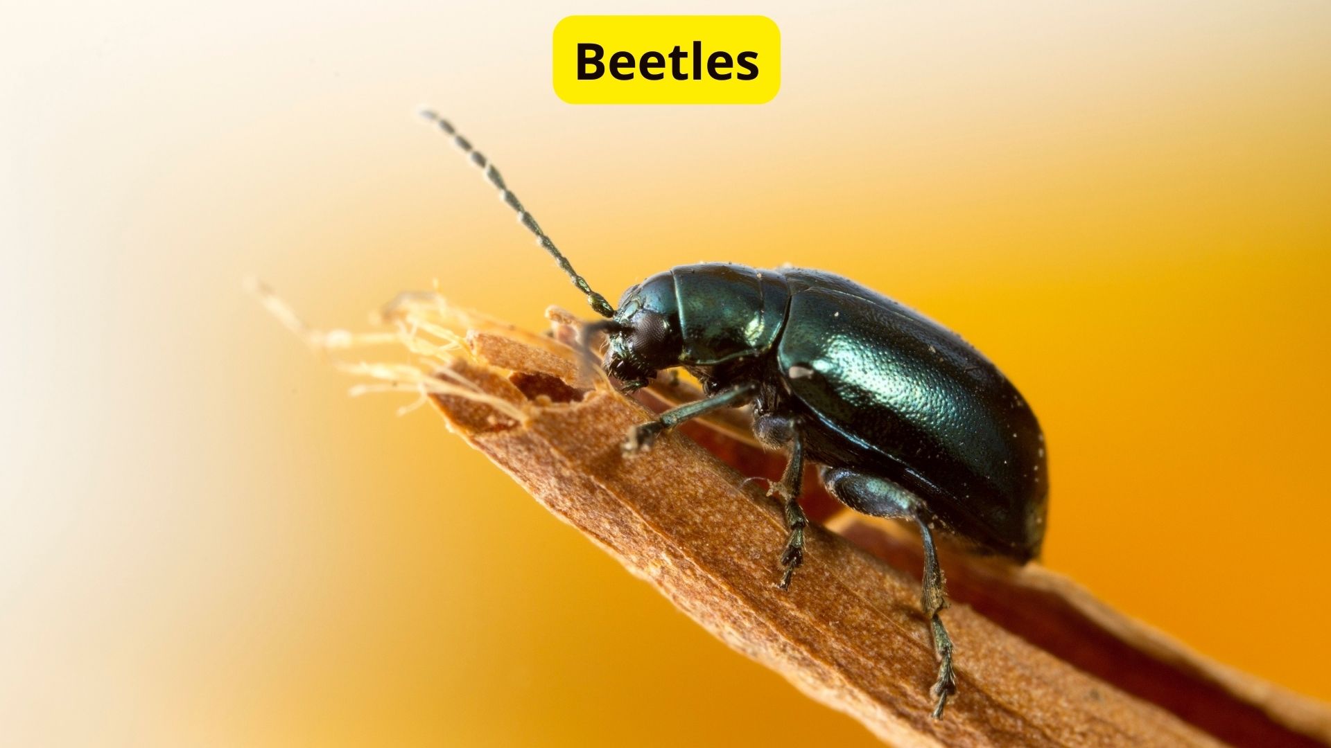 25 Animals With Different Colored Blood: Blue, Green, Purple & More ...