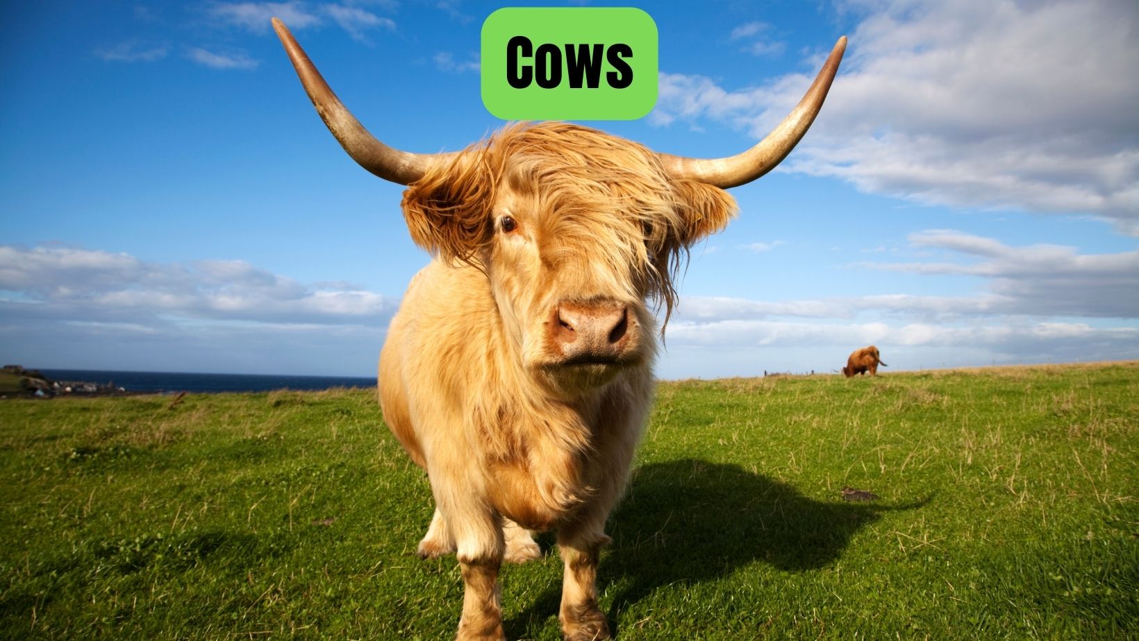 18 Most Dangerous Animals In Scotland - Oxford Pets