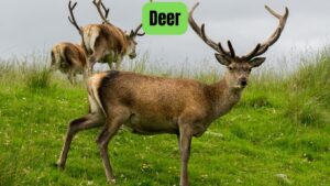 18 Most Dangerous Animals In Scotland - Oxford Pets