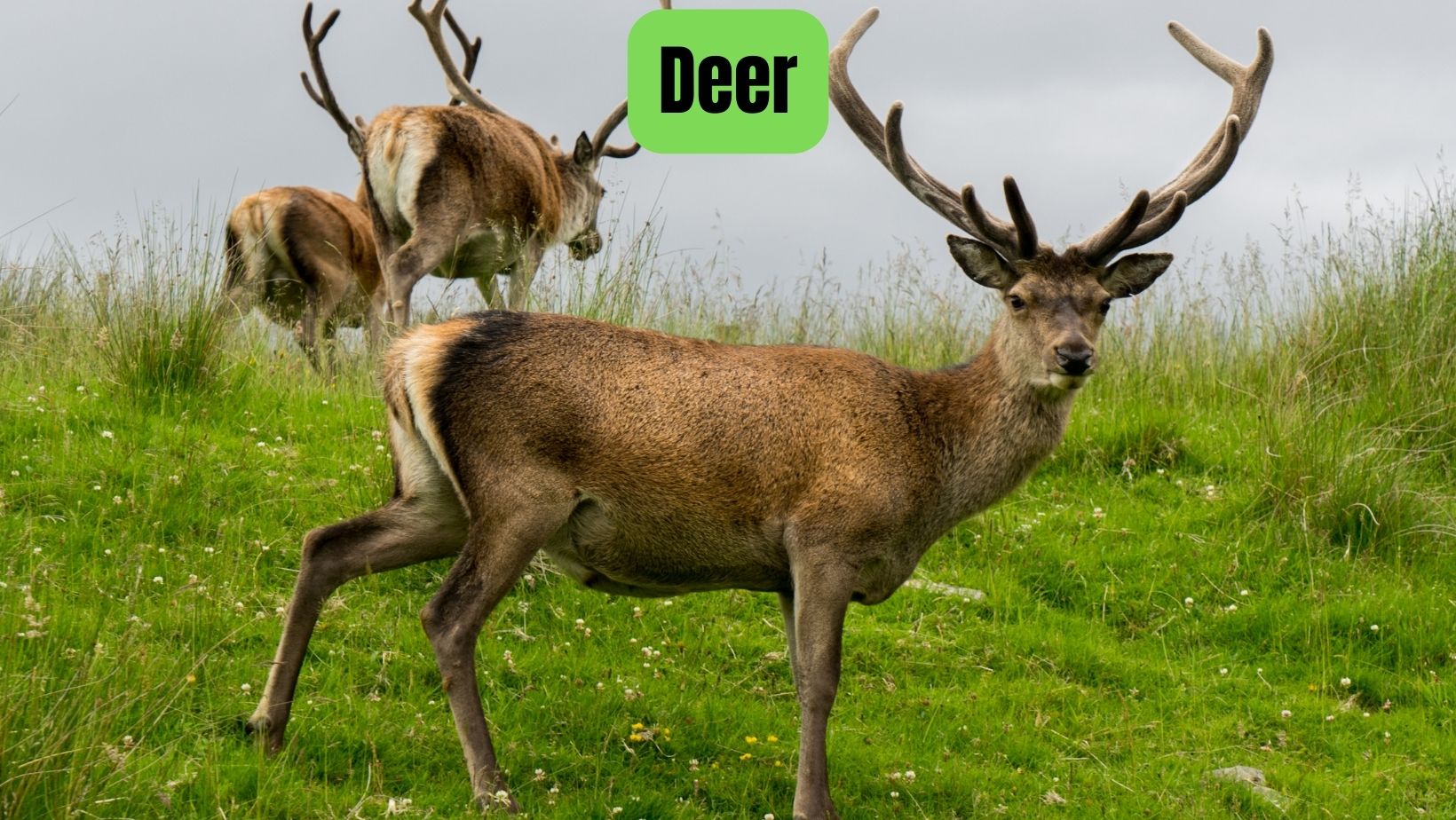 18 Most Dangerous Animals In Scotland - Oxford Pets