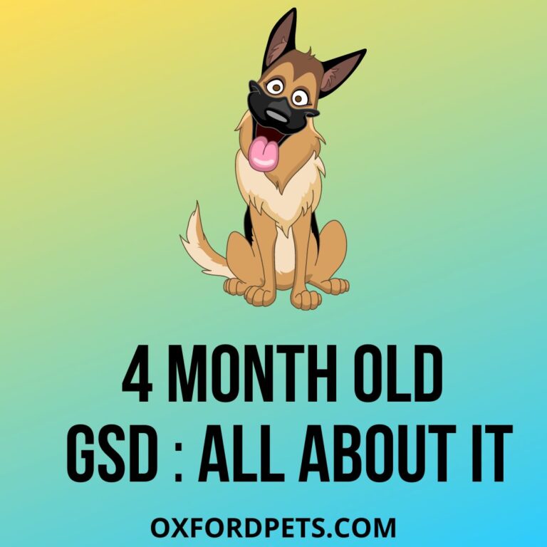 4 Month Old German Shepherd- All You Need to Know - Oxford Pets