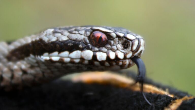 Snakes In Scotland – 101 Facts You Need To Know - Oxford Pets