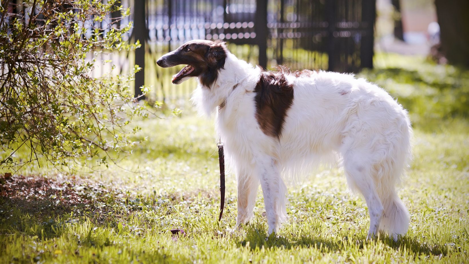 18 Skinny Dog Breeds List: Facts (+Photos) - Oxford Pets