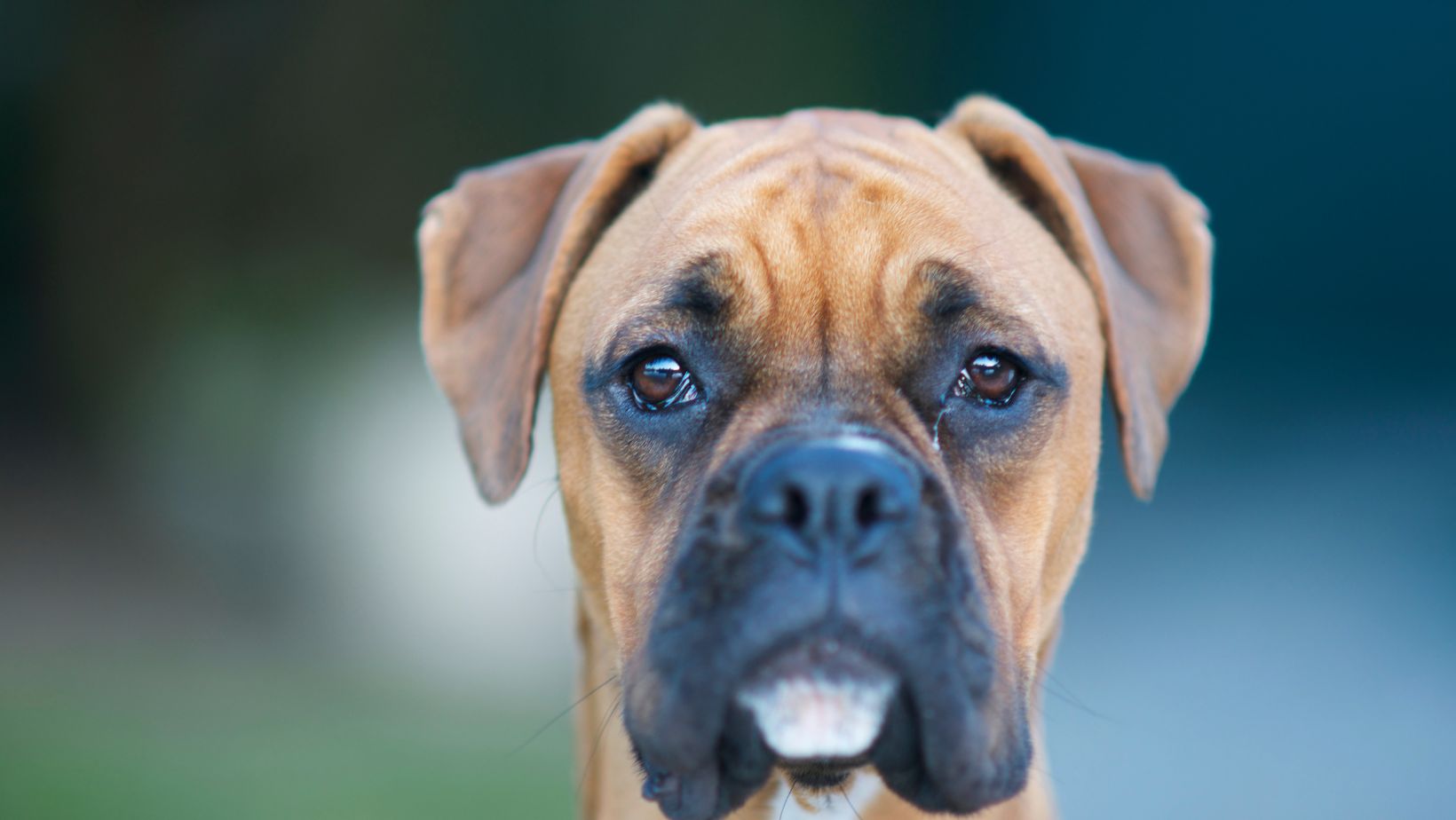 Pitbull Vs Boxer: Differences And Similarities 2023 Guide - Oxford Pets