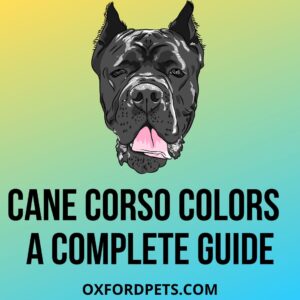Cane Corso Colors - A Complete Guide - Oxford Pets