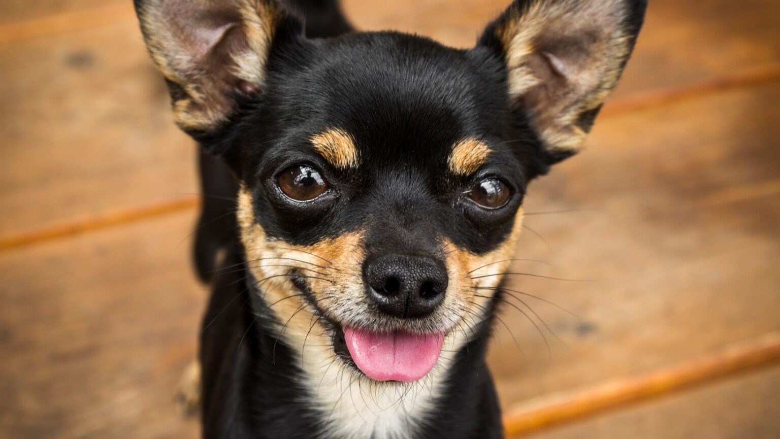 21 Black And Tan Dog Breeds You Must Know - Oxford Pets