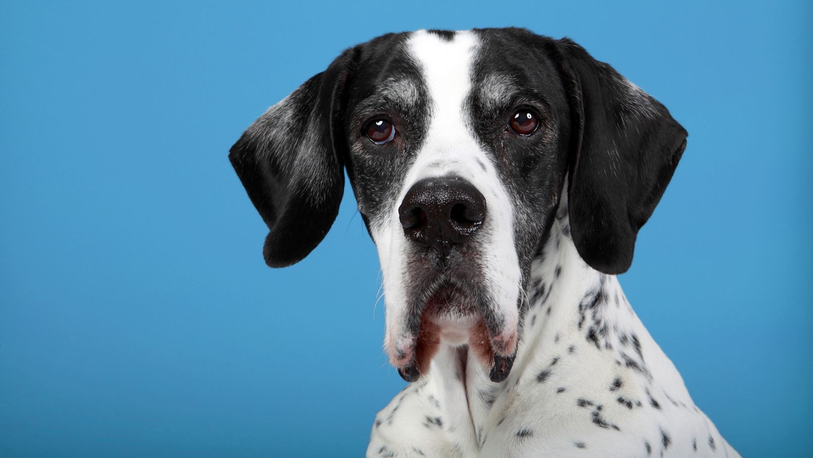 18 Dog Breeds With Pink Noses - Oxford Pets