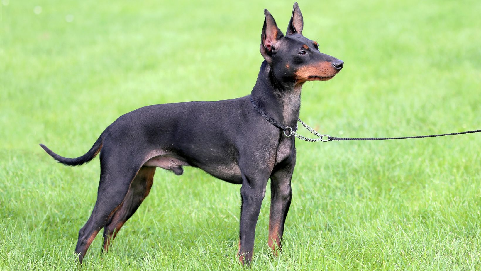 21 Black And Tan Dog Breeds You Must Know - Oxford Pets
