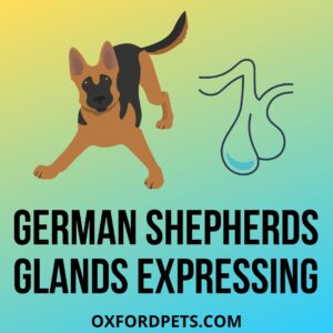German Shepherds Glands Expressing: When, How and Why They Need ...