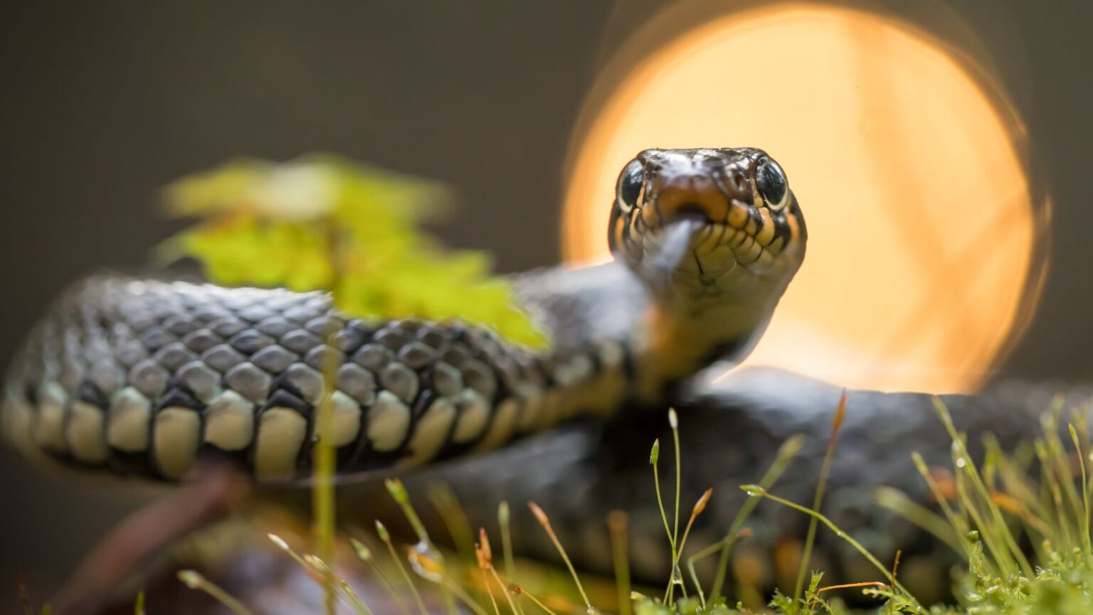 Snakes In Scotland – 101 Facts You Need To Know - Oxford Pets