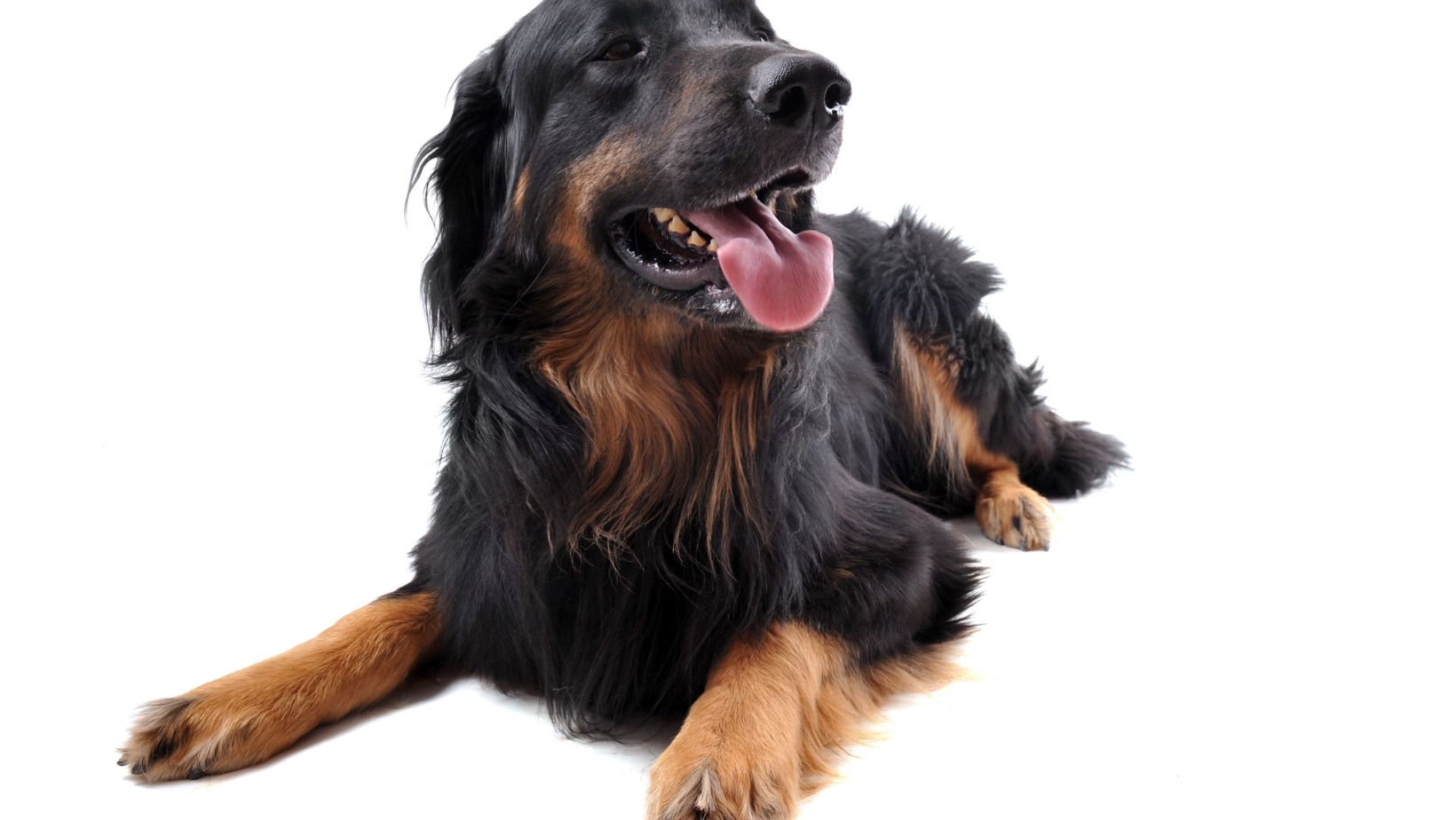 21 Black And Tan Dog Breeds You Must Know - Oxford Pets