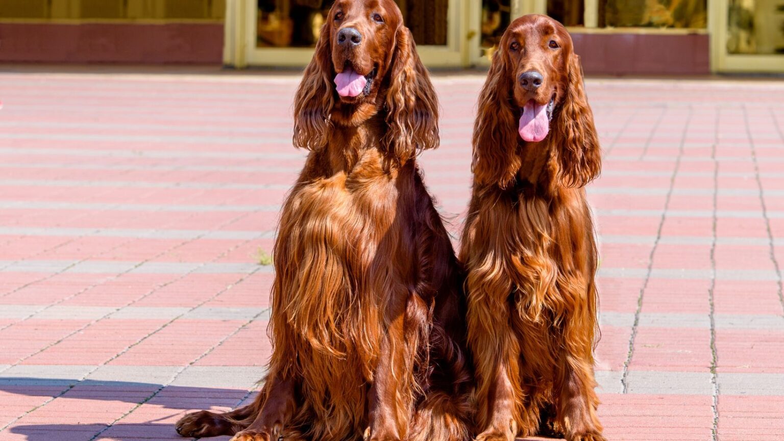 18 Skinny Dog Breeds List: Facts (+Photos) - Oxford Pets