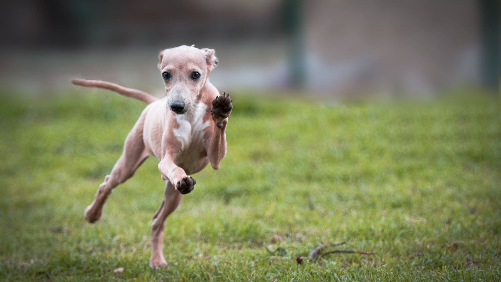 18 Skinny Dog Breeds List: Facts (+Photos) - Oxford Pets