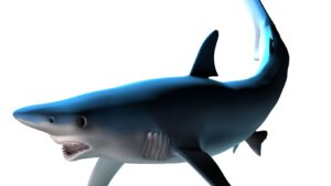 Sharks In Scotland – What You Need To Know - Oxford Pets