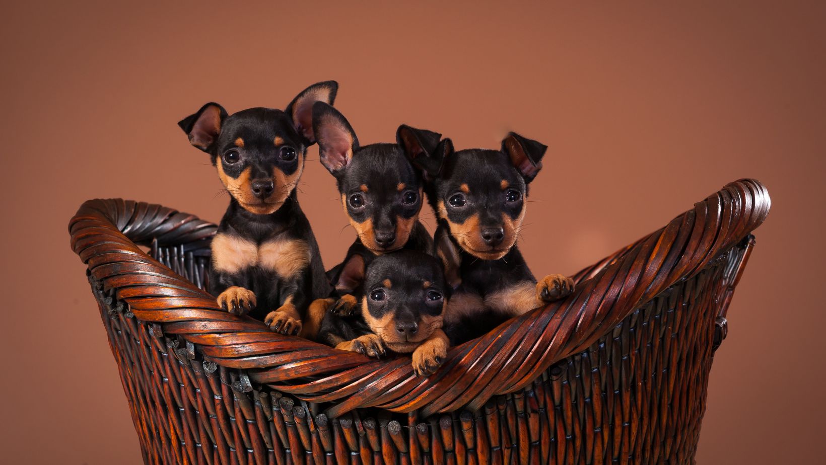 21 Black And Tan Dog Breeds You Must Know - Oxford Pets