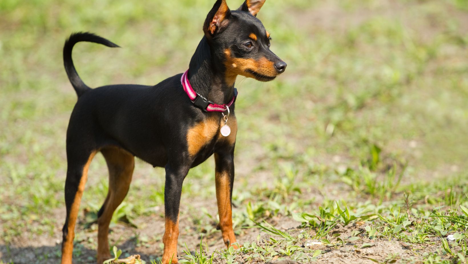 21 Black And Tan Dog Breeds You Must Know - Oxford Pets
