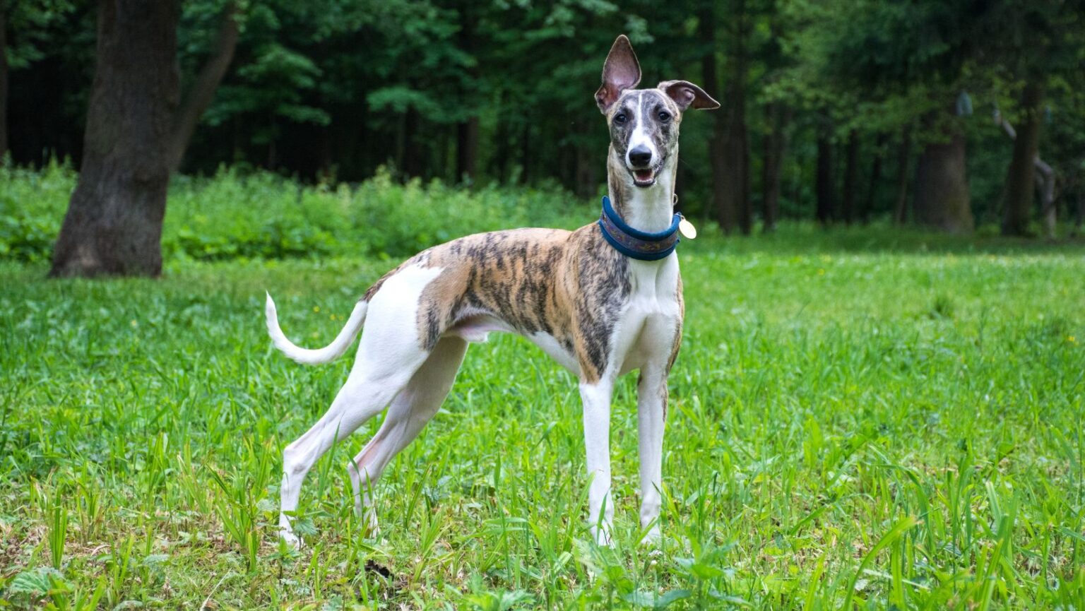 18 Skinny Dog Breeds List: Facts (+Photos) - Oxford Pets