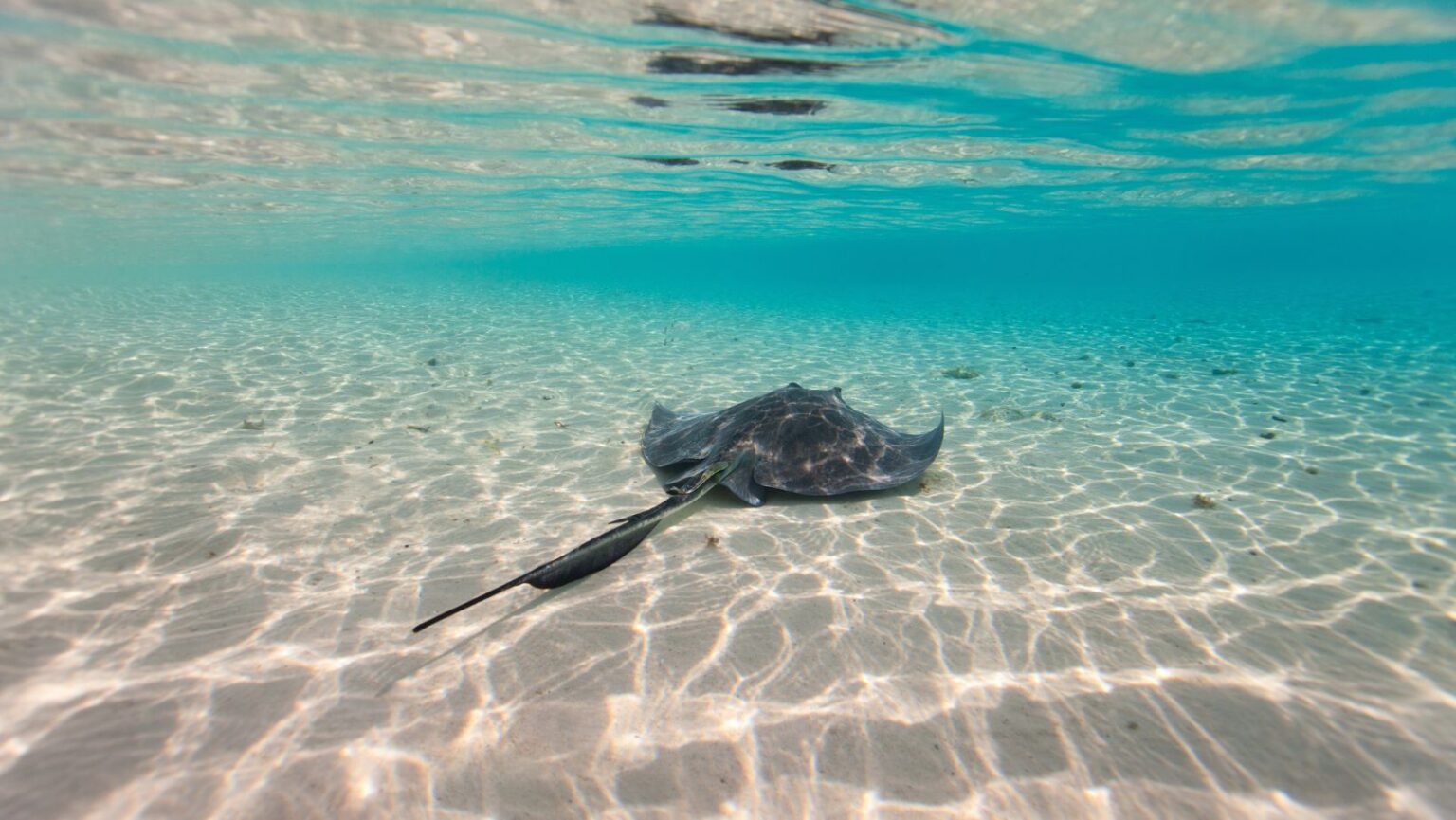 Sharks In Scotland – What You Need To Know - Oxford Pets