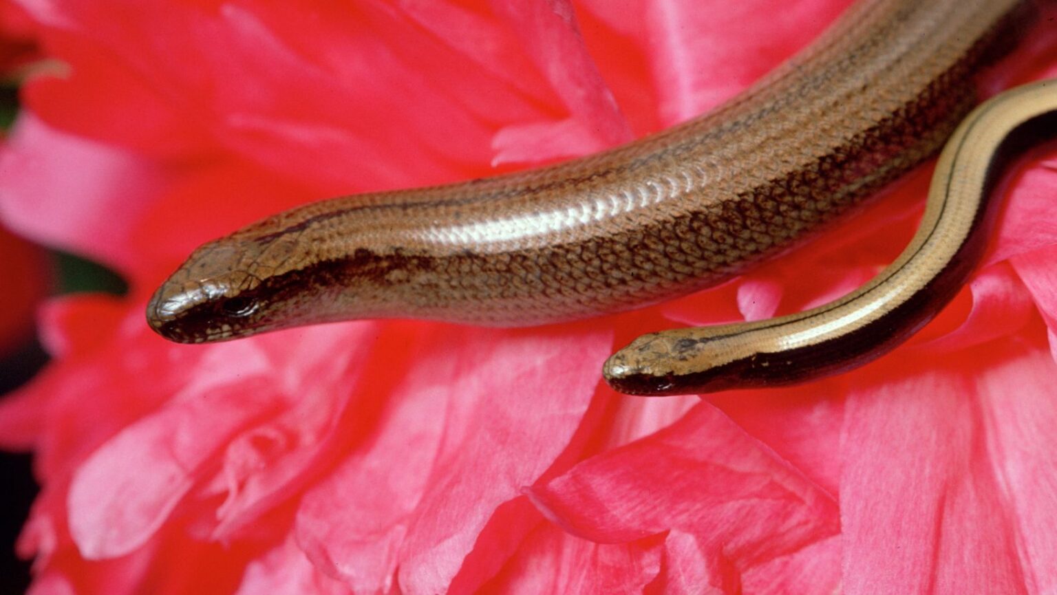 Snakes In Scotland – 101 Facts You Need To Know - Oxford Pets