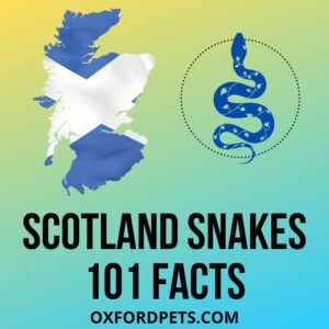 Snakes In Scotland – 101 Facts You Need To Know - Oxford Pets