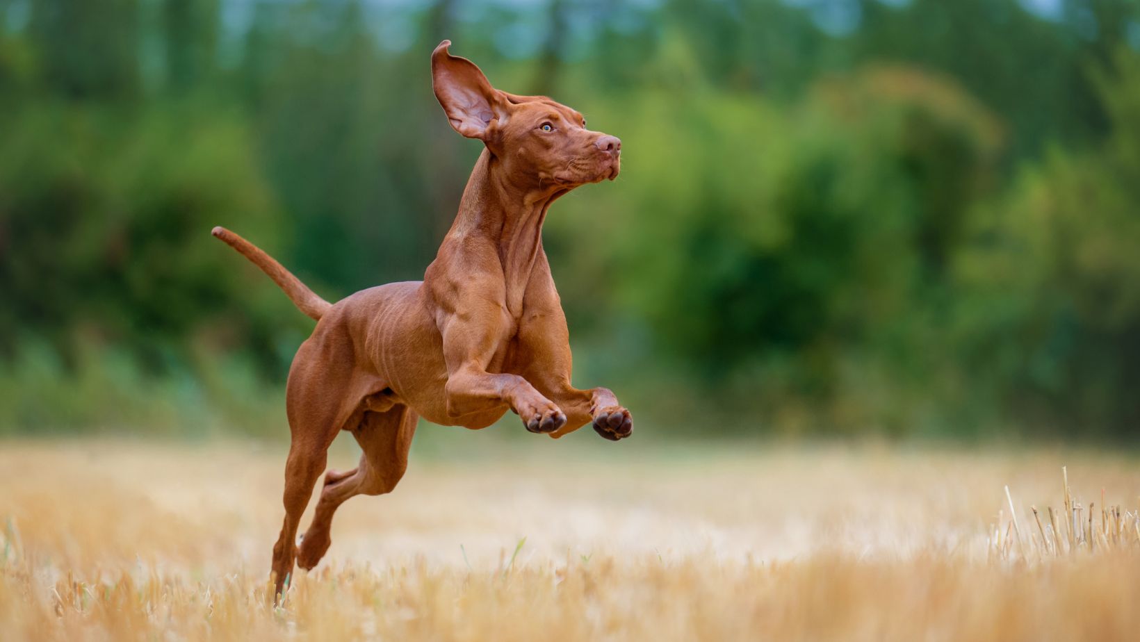 18 Skinny Dog Breeds List: Facts (+Photos) - Oxford Pets