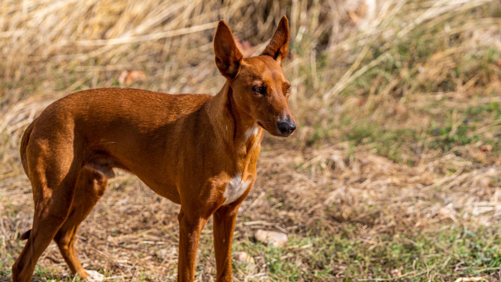 18 Skinny Dog Breeds List: Facts (+Photos) - Oxford Pets