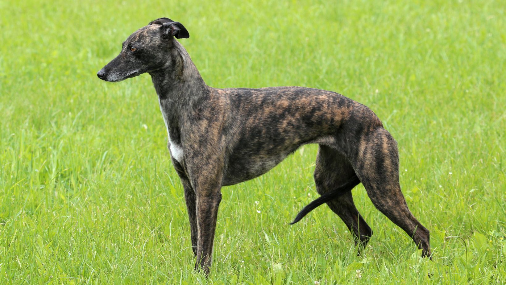 18 Skinny Dog Breeds List: Facts (+Photos) - Oxford Pets