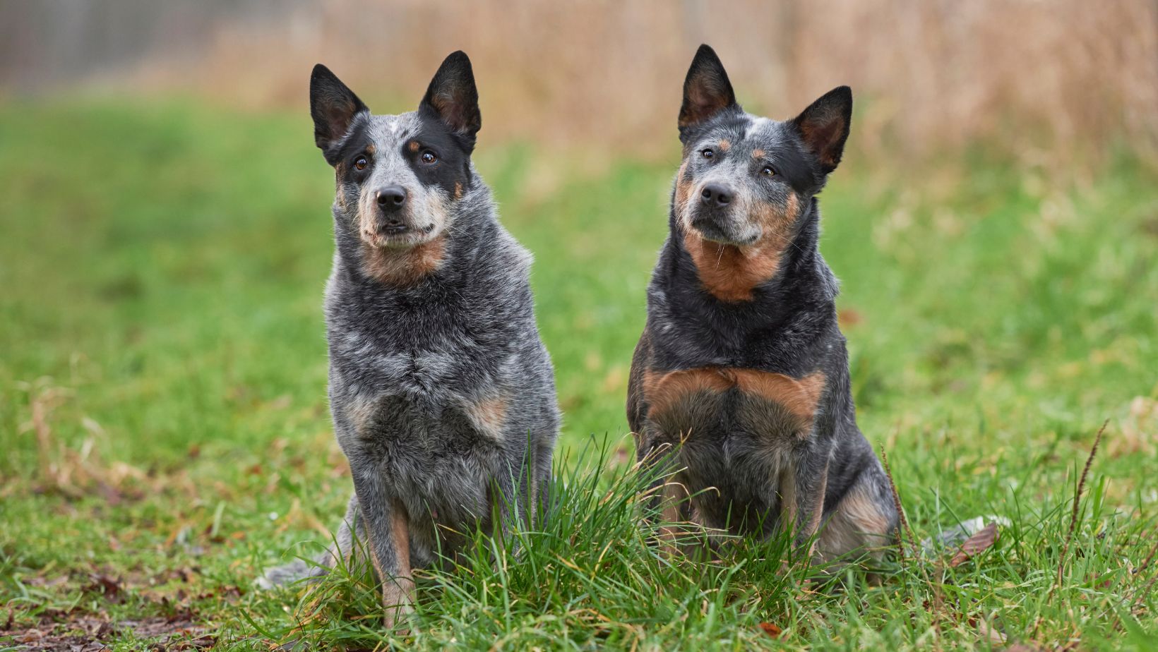 20 Dog Breeds With High Prey Drive - Oxford Pets