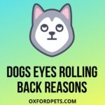 Dogs Eyes Rolling Back Meaning and 10 Valid Reasons - Oxford Pets
