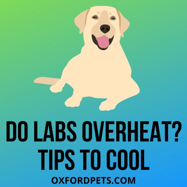 Overheating In Labs? 8 Reasons, 13 Tips To Cool Them - Oxford Pets