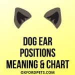 15 Dog Ear Positions Meaning Chart With Pictures - Oxford Pets