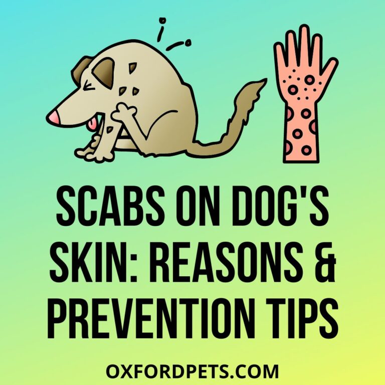 Scabs on Dogs Skin: [11 Reasons, 4 Tips To Prevent] - Oxford Pets