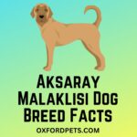 Aksaray Malaklisi Dog Breed Facts 101 - Oxford Pets