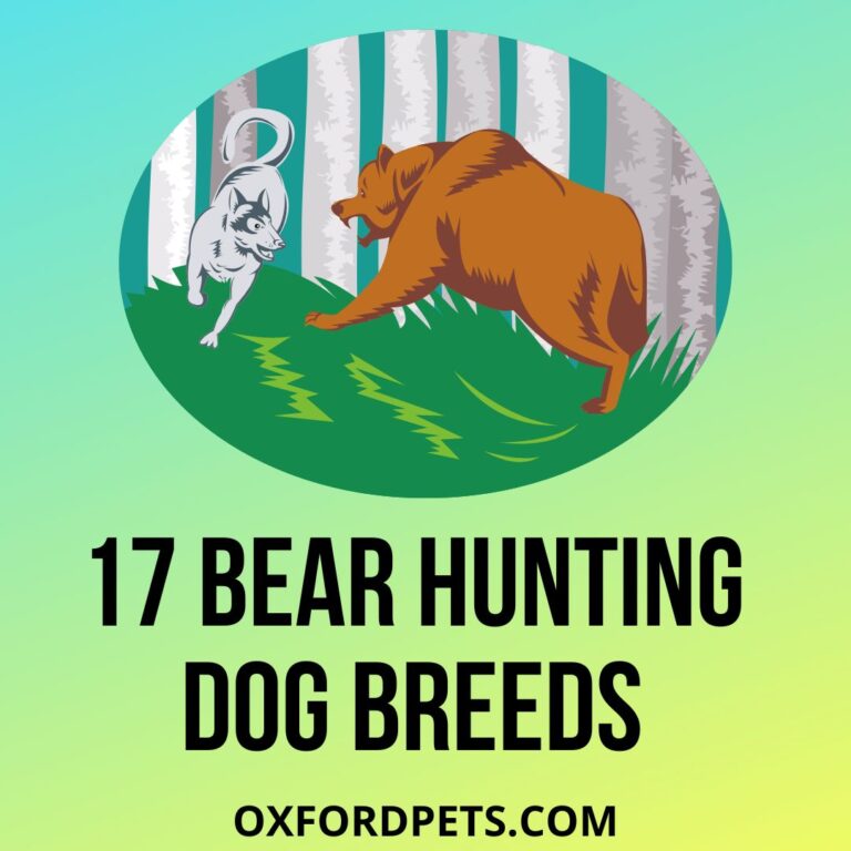 17 Bear Hunting Dog Breeds To Keep Bears Away - Oxford Pets