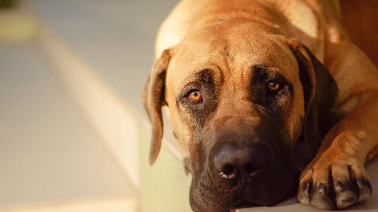 17 Bear Hunting Dog Breeds To Keep Bears Away - Oxford Pets