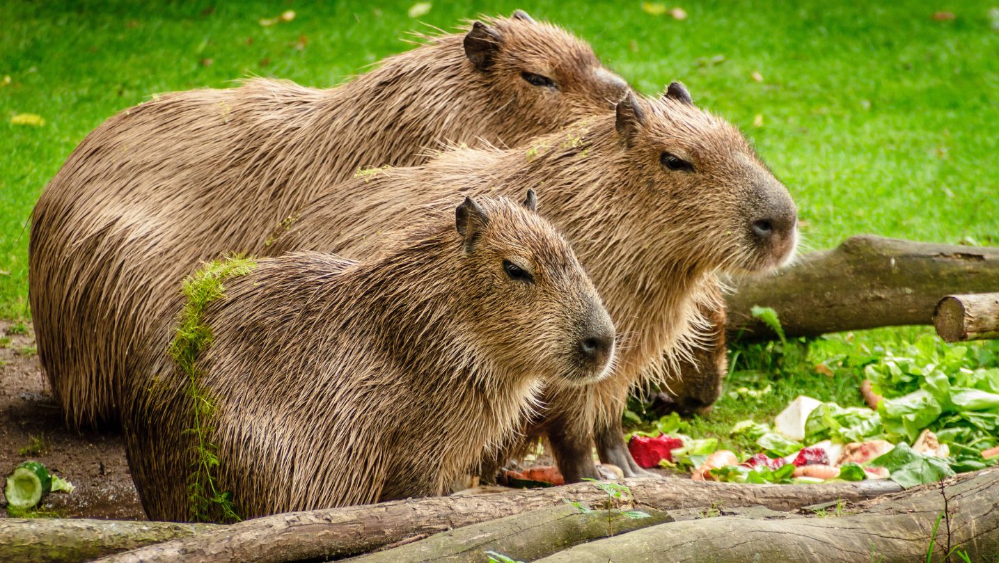 9 Animals That Look Like A Big Hamster: [No #3 Will Surprise You ...