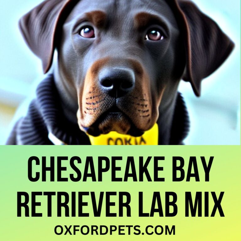 Chesapeake Bay Retriever Lab Mix Guide 101 - Oxford Pets