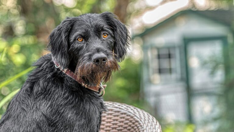 17 Bear Hunting Dog Breeds To Keep Bears Away - Oxford Pets