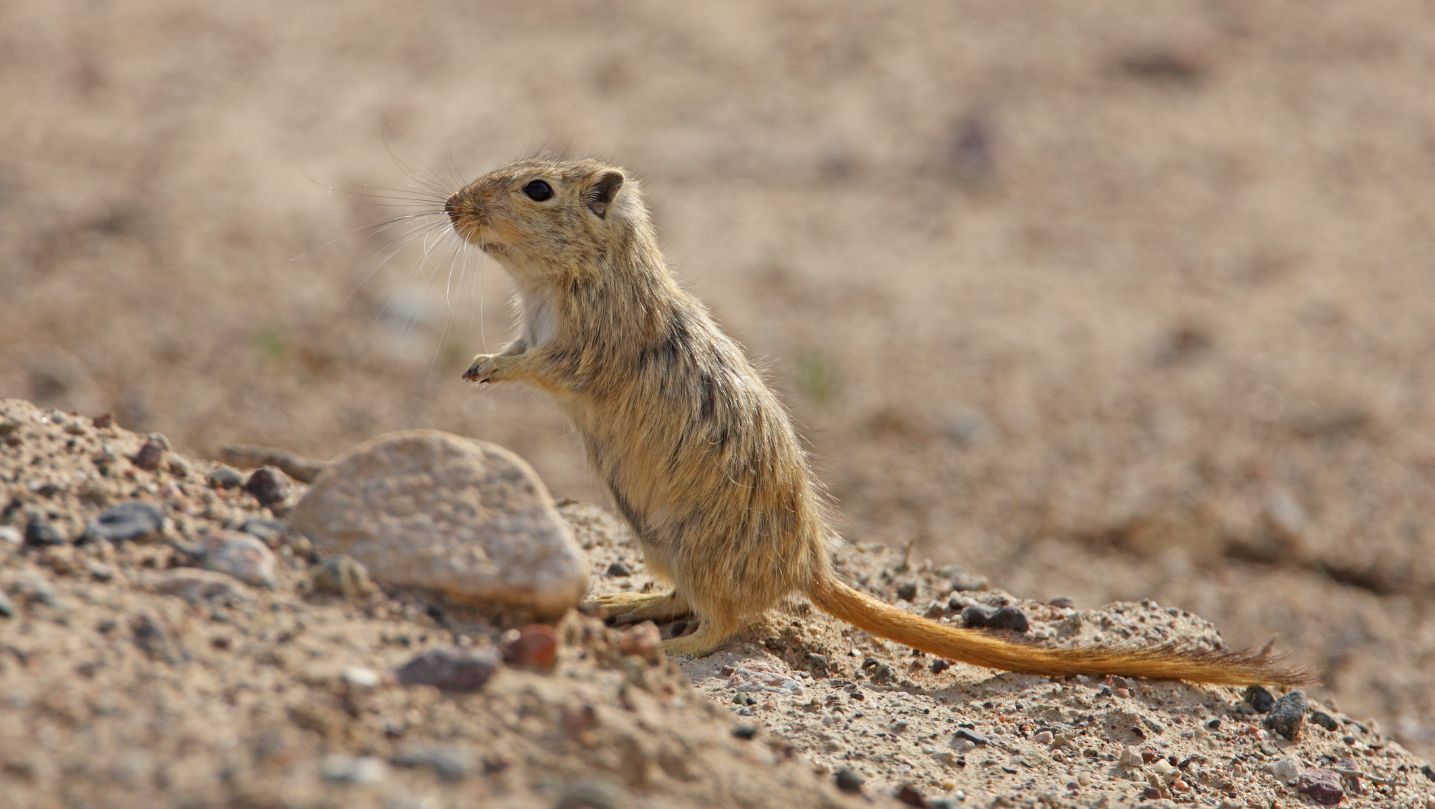 9 Animals That Look Like A Big Hamster: [No #3 Will Surprise You ...