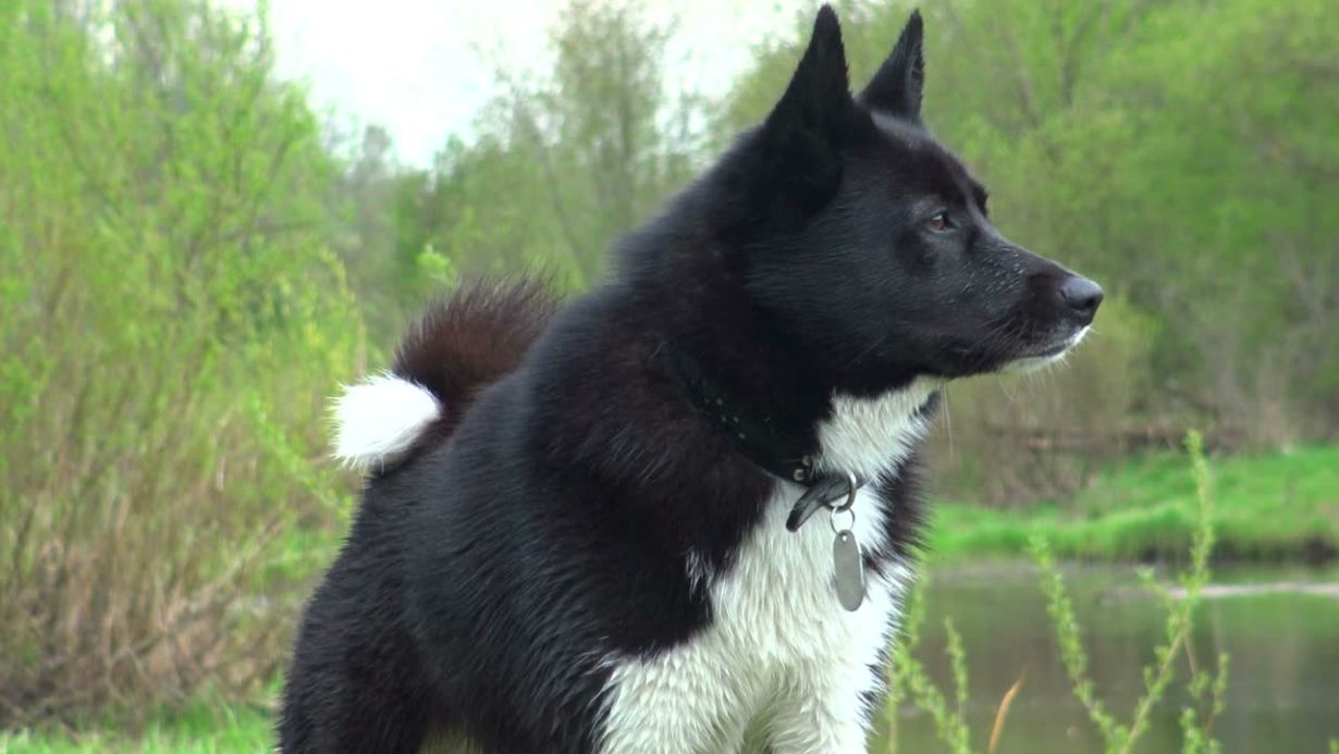 17 Bear Hunting Dog Breeds To Keep Bears Away - Oxford Pets