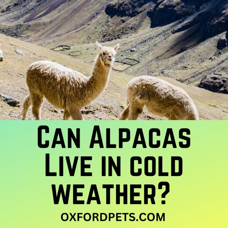 Can Alpacas Live in Cold Weather? - Oxford Pets